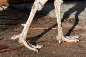Peacock Feet – Urban Giraffe